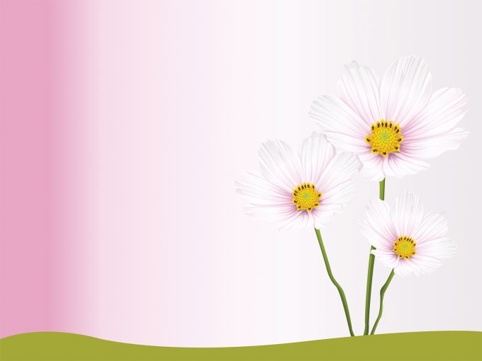 Daisies on Pink Powerpoint Templates - Flowers Backgrounds