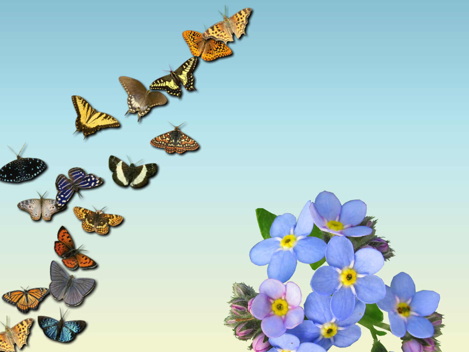 Best 5 pieces Flower Powerpoint Templates - Flowers Backgrounds